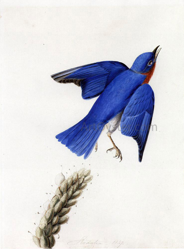 John James Audubon Eastern Bluebird Art Print – printoyster.com