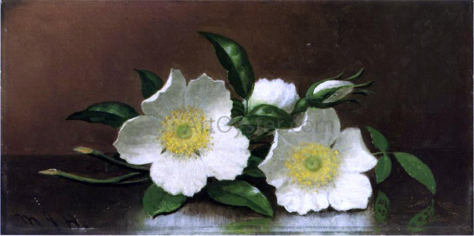 Martin Johnson Heade Two Cherokee Rose Blossoms on a Table (also known ...